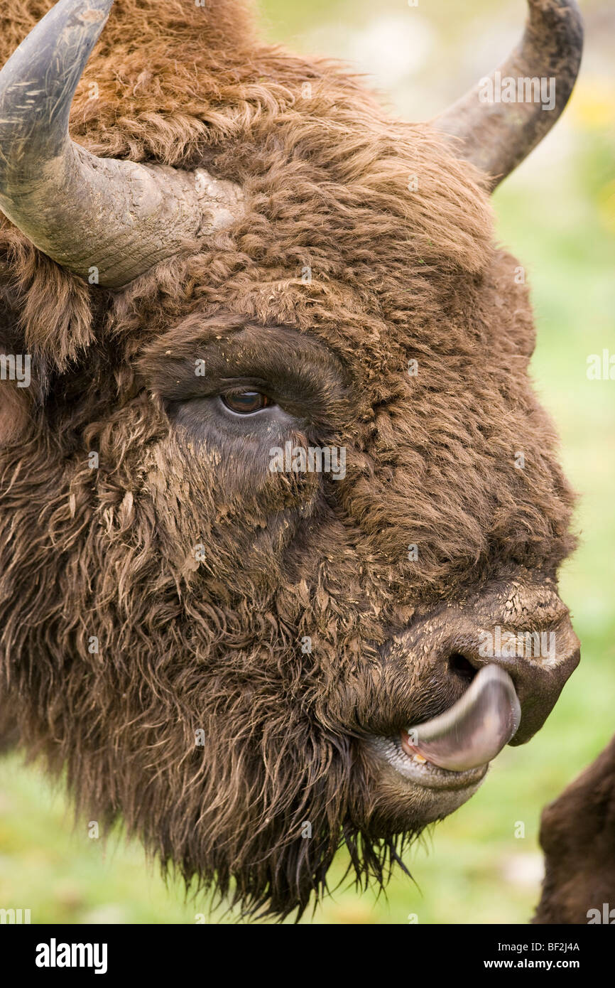 European Bison (Bison bonasus) licking its nose, close-up portrait ...