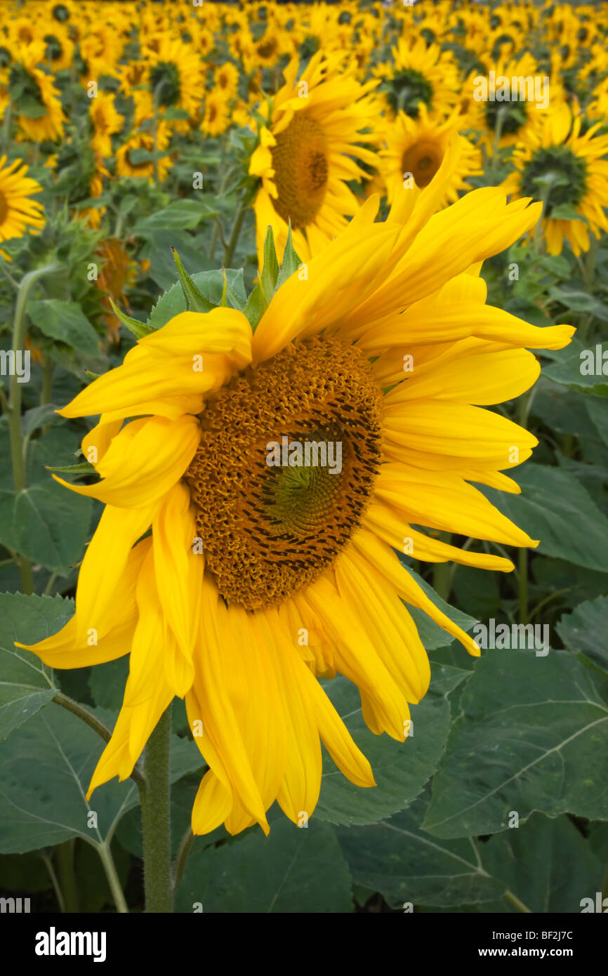 Huge flower head hi-res stock photography and images - Alamy