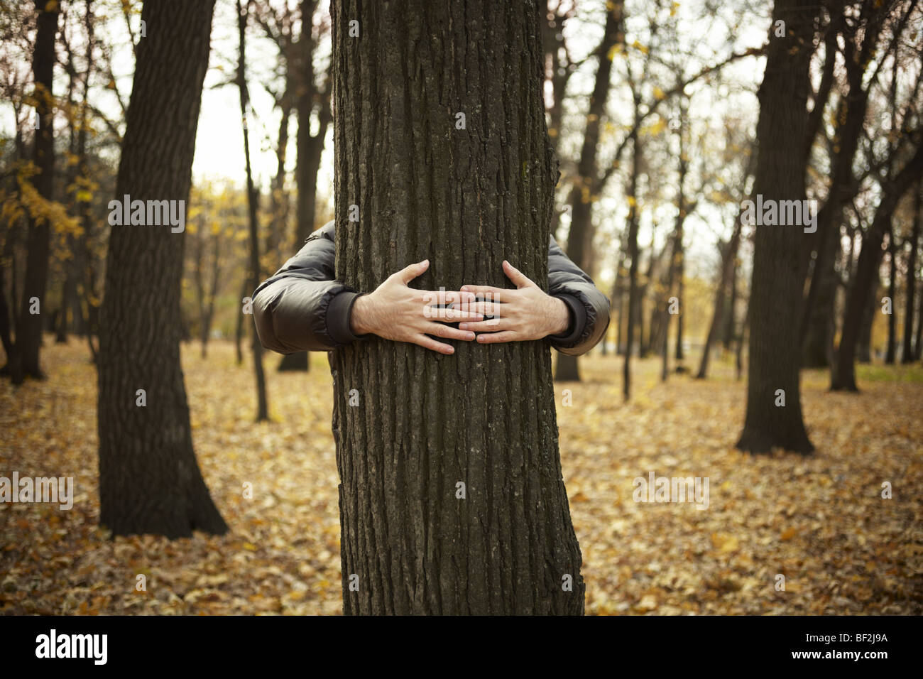 tree and hands of man ,special toned photo f/x, selective focus on ...