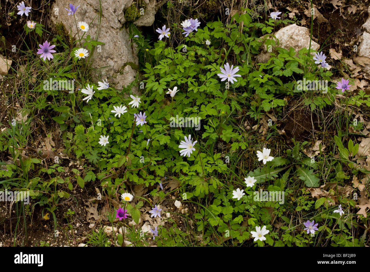 Blue anemones in spring hi-res stock photography and images - Alamy