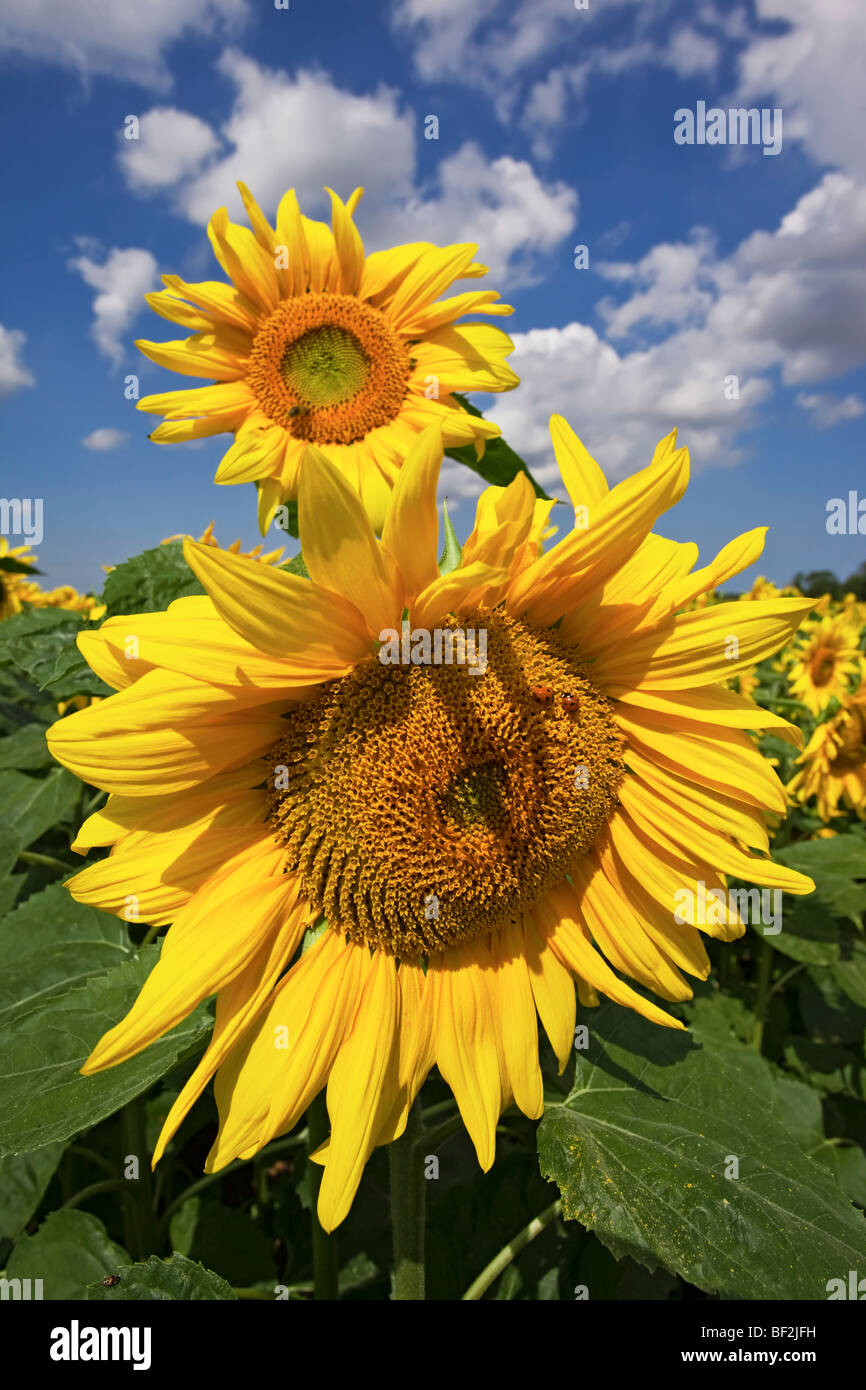 Tall sunflower plant large head hi-res stock photography and images - Alamy