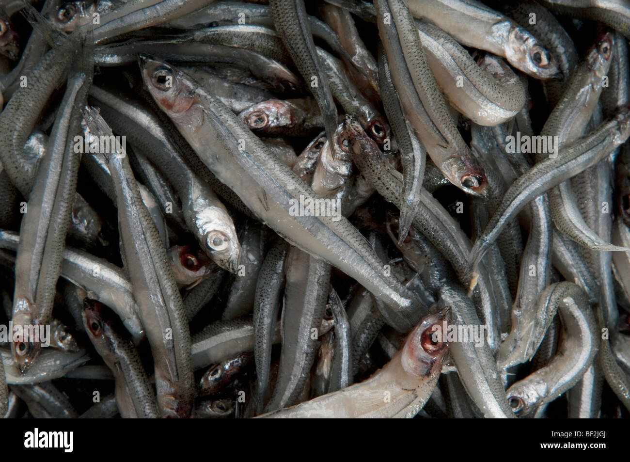 Close-up of a pile of raw sardines Stock Photo - Alamy