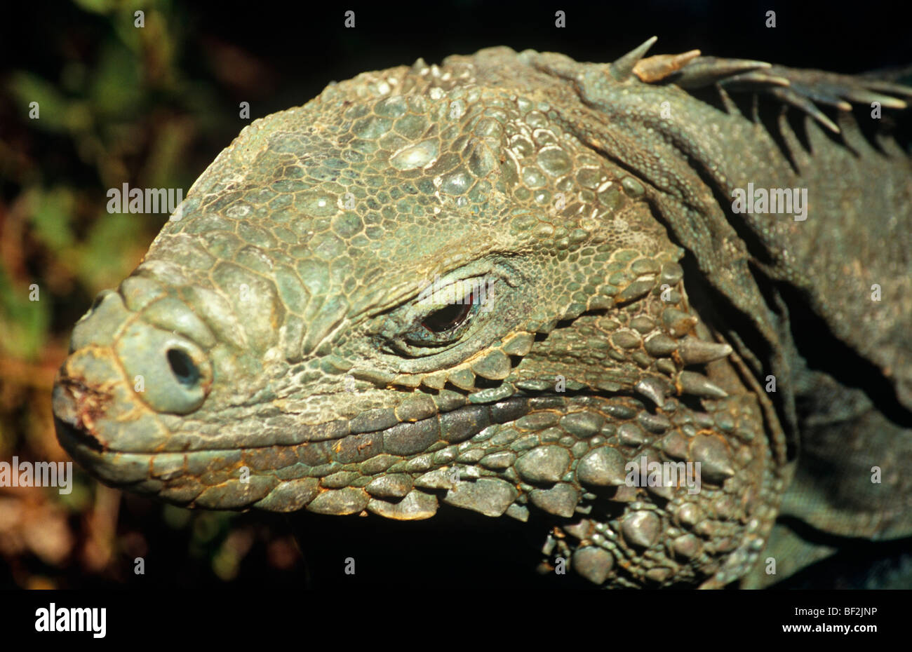 Cayman Islands, Grand Cayman, Queen Elizabeth II Botanic Park. Endemic ...