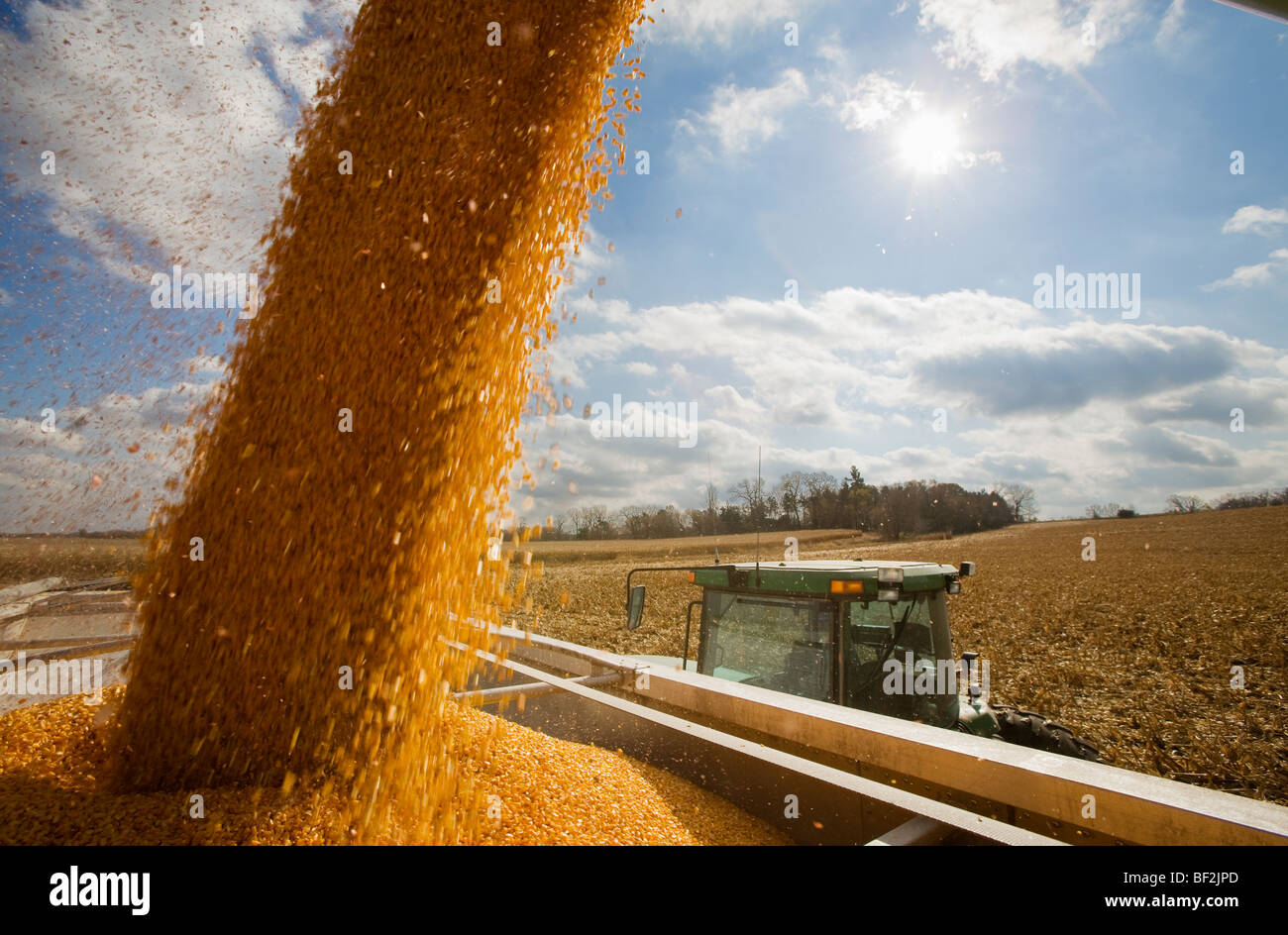 Freshly harvested grain corn being augured from a grain wagon into a ...