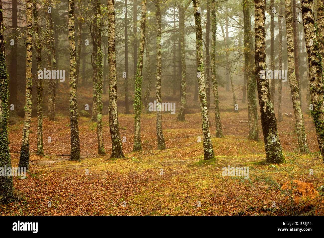 forest fog in the portuguese national park Stock Photo - Alamy