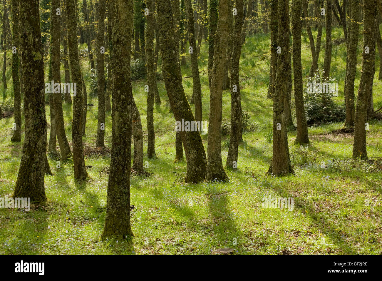 Springtime in the Bosco Quarto oak woodland on the Gargano Peninsula ...