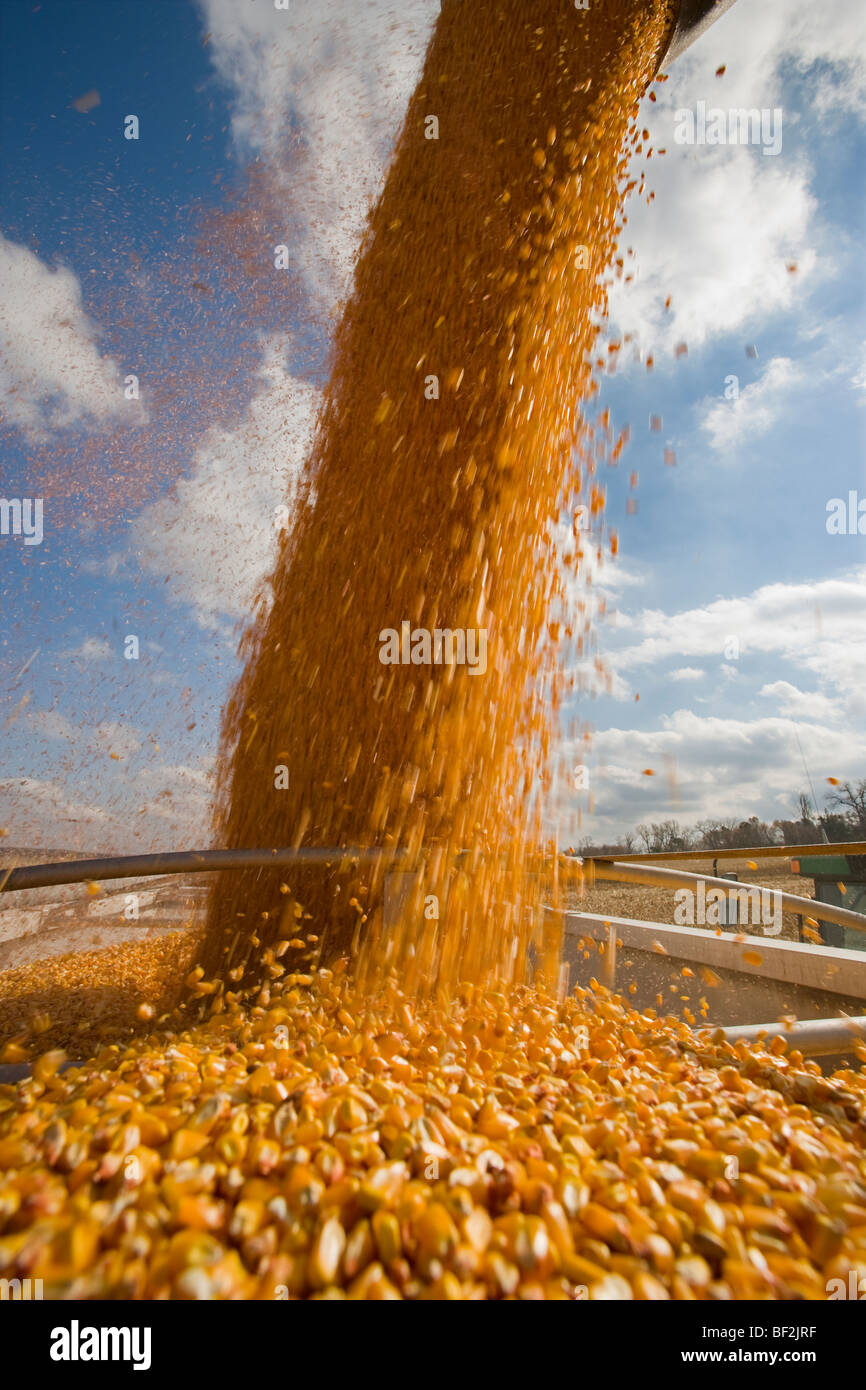 Freshly harvested grain corn being augured from a grain wagon into a ...