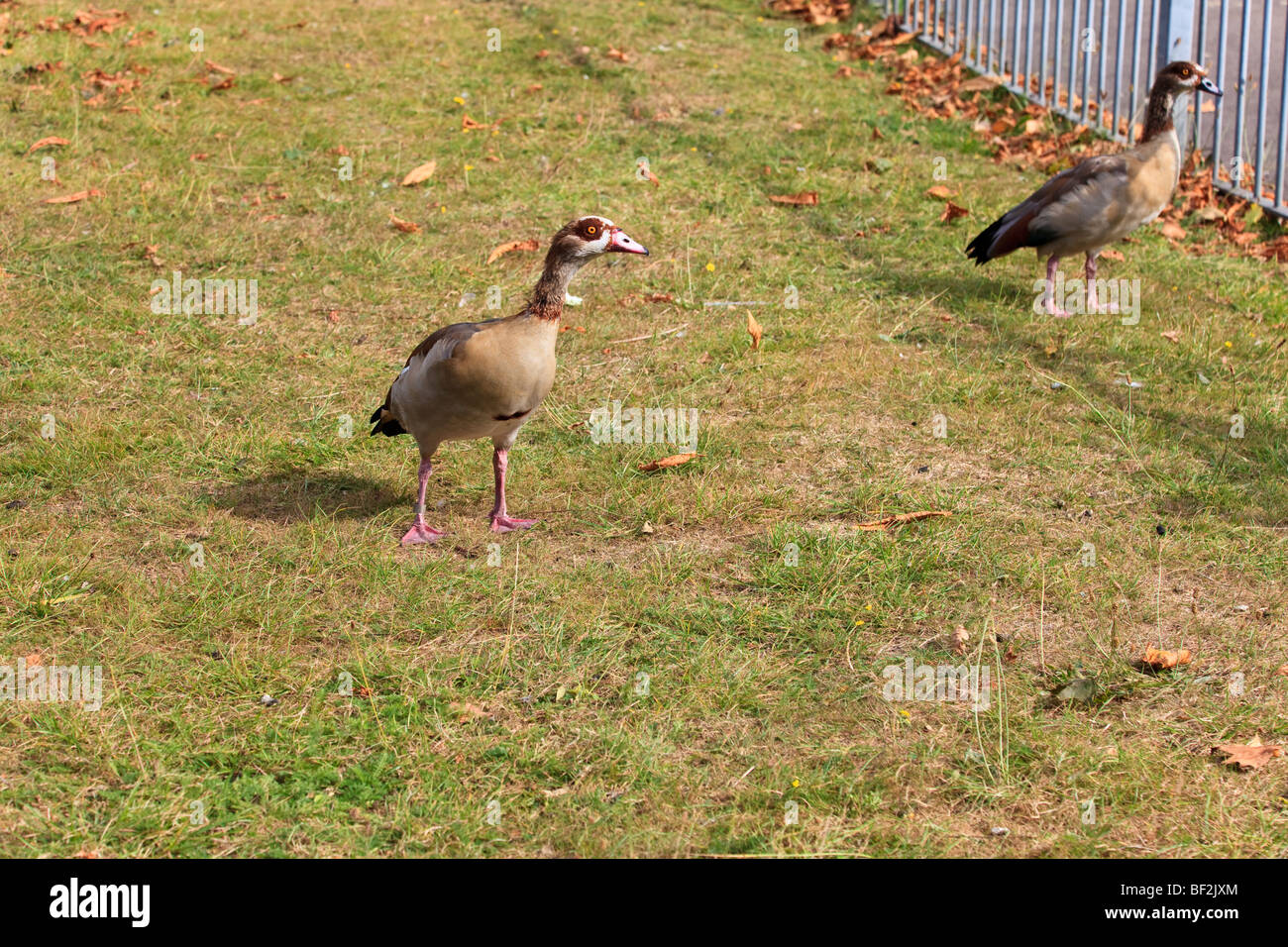 Staring goose london hi-res stock photography and images - Alamy