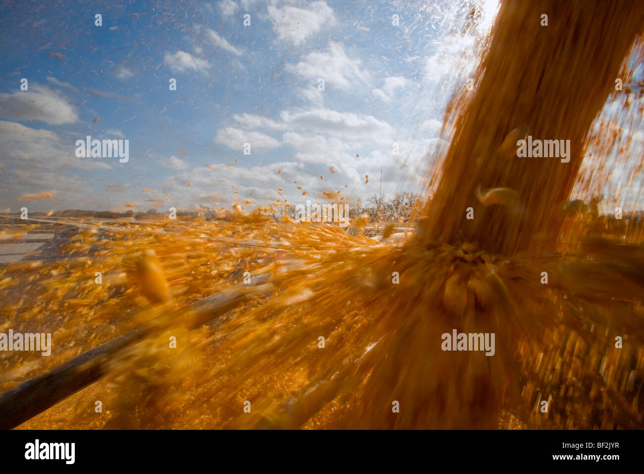 Freshly harvested grain corn being augured from a grain wagon into a ...
