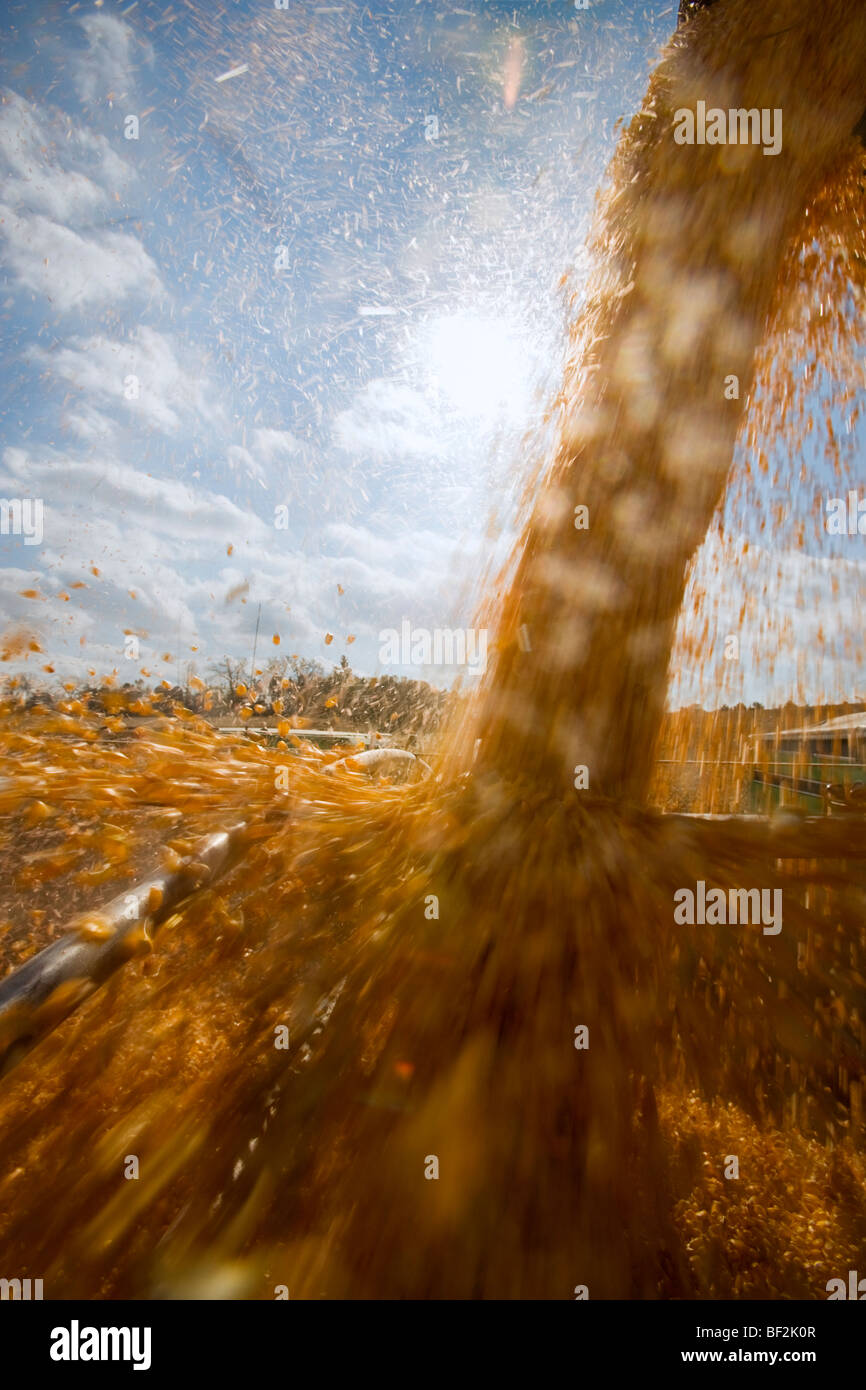 Freshly harvested grain corn being augured from a grain wagon into a ...
