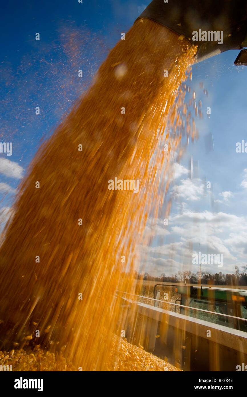 Freshly harvested grain corn being augured from a grain wagon into a ...