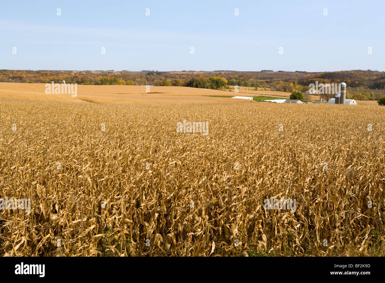 Large field of mature, harvest ready grain corn in Autumn with a ...