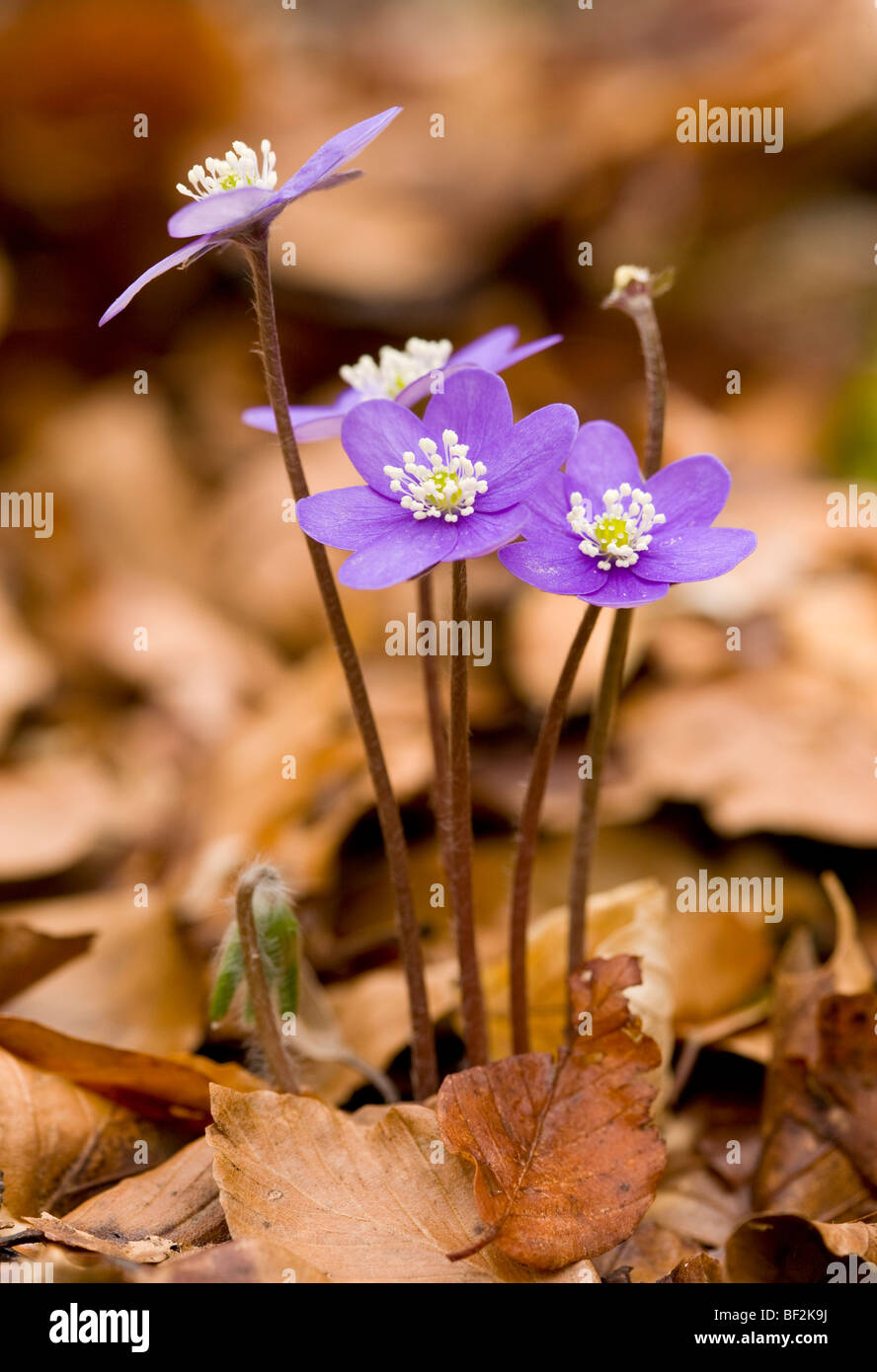 Hepatica hepatica nobilis hi-res stock photography and images - Alamy