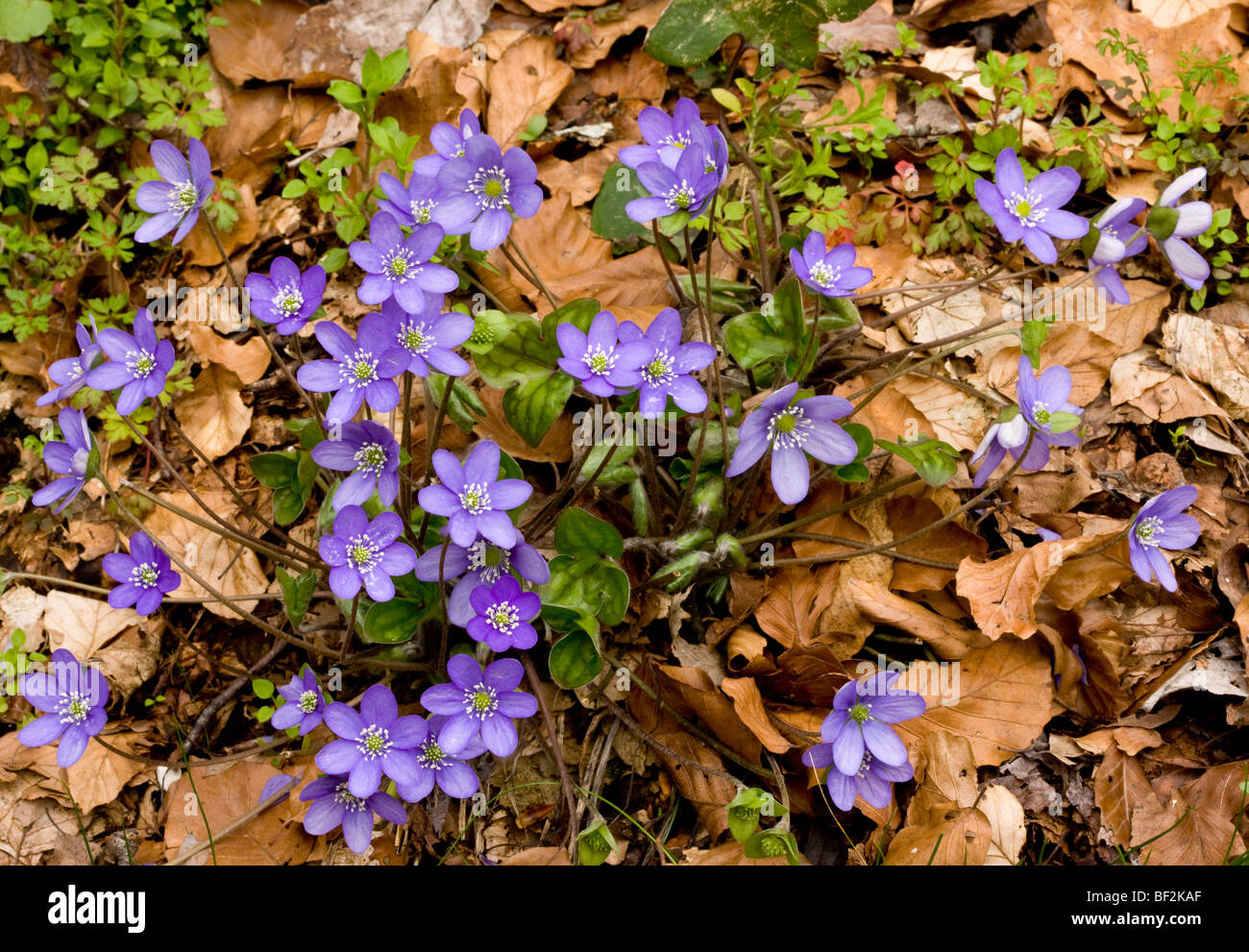 Liverleaf or Hepatica, Hepatica nobilis ( Hepatica triloba ) beech ...