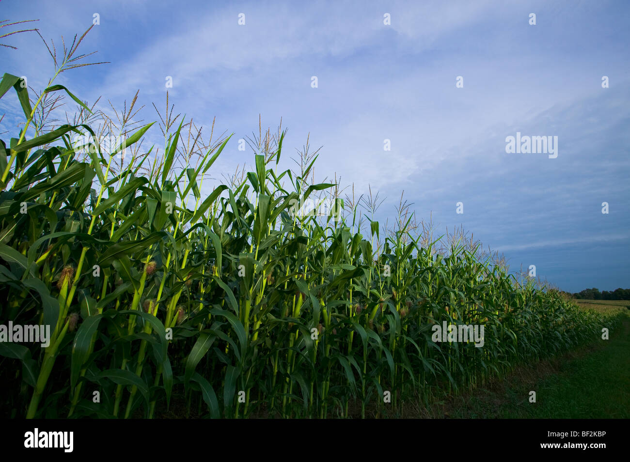 Agriculture - View looking down along the edge of a mid growth fully ...