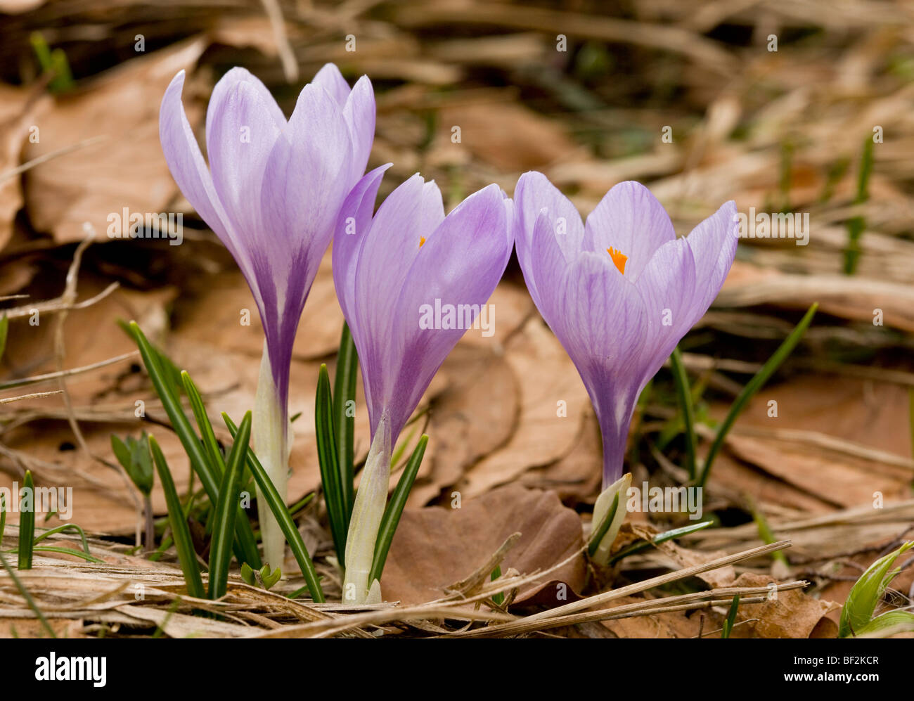 Purple Crocuses Crocus vernus in high pastures on the edge of beech ...