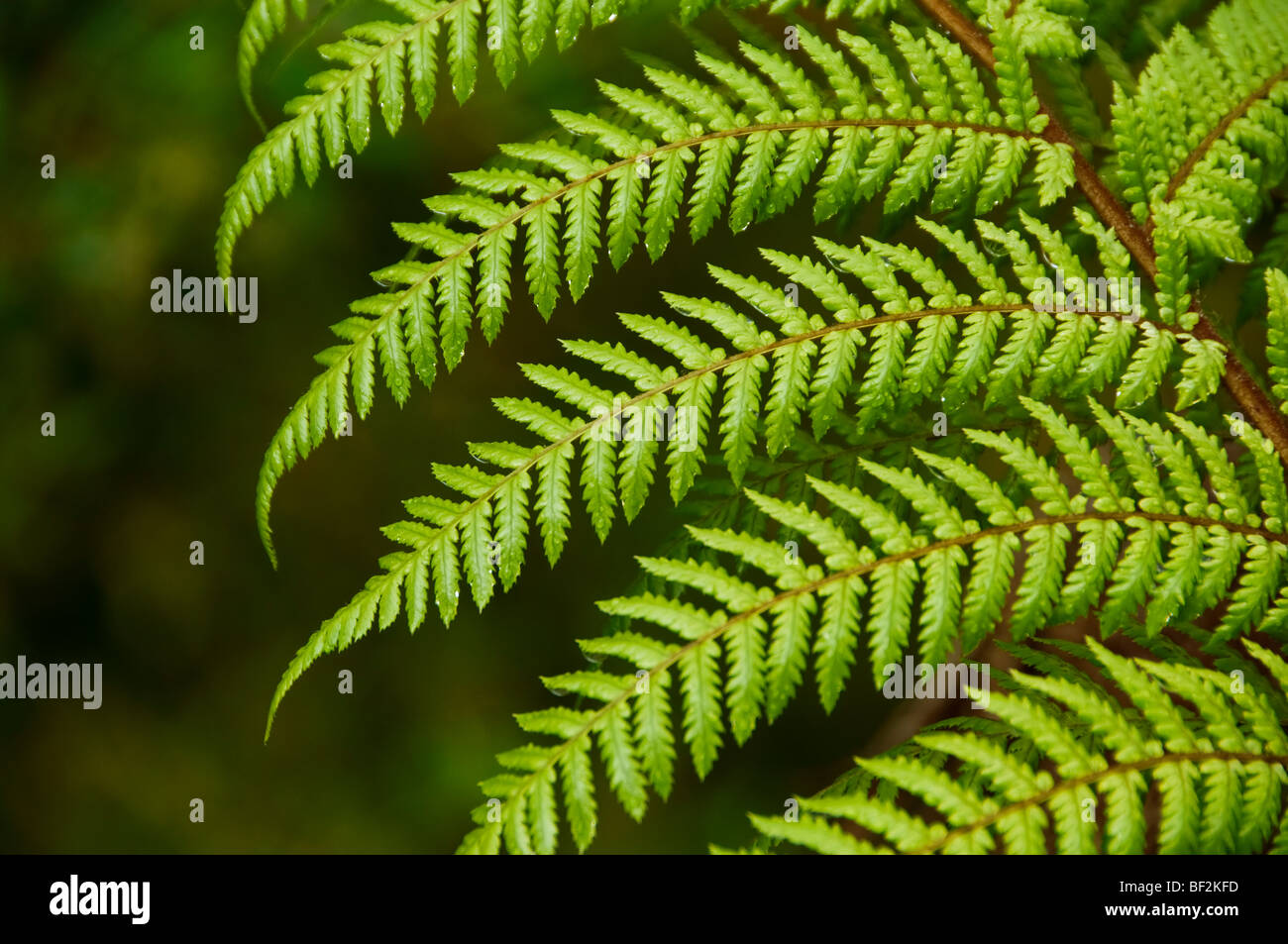 New Zealand Silver Ferns Stock Photo - Alamy