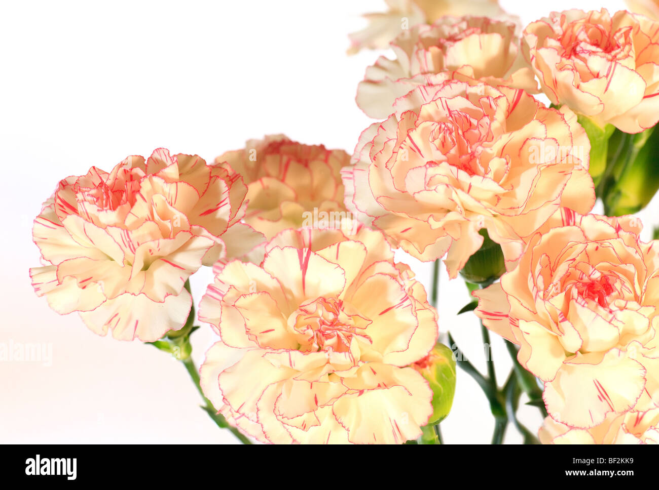 Dianthus yellow flower hi-res stock photography and images - Alamy