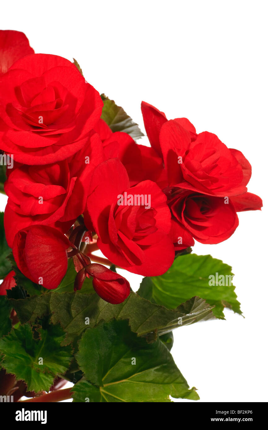 Home plant begonia isolated on white background Stock Photo - Alamy