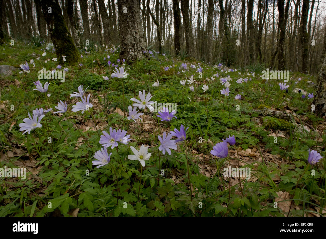 Blue and white anemones Anemone apennina wild in spring in old woodland ...