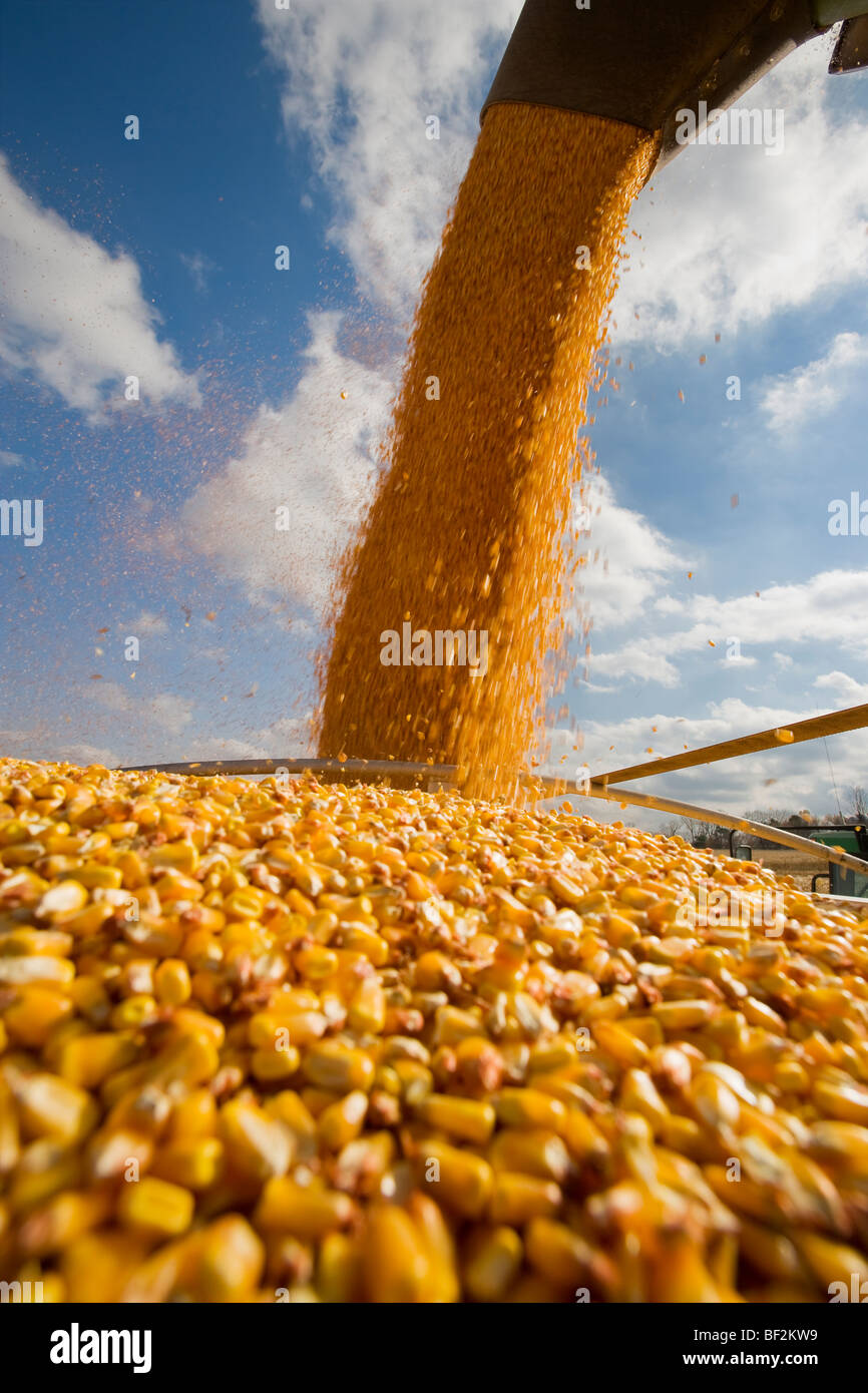 Freshly harvested grain corn being augured from a grain wagon into a ...
