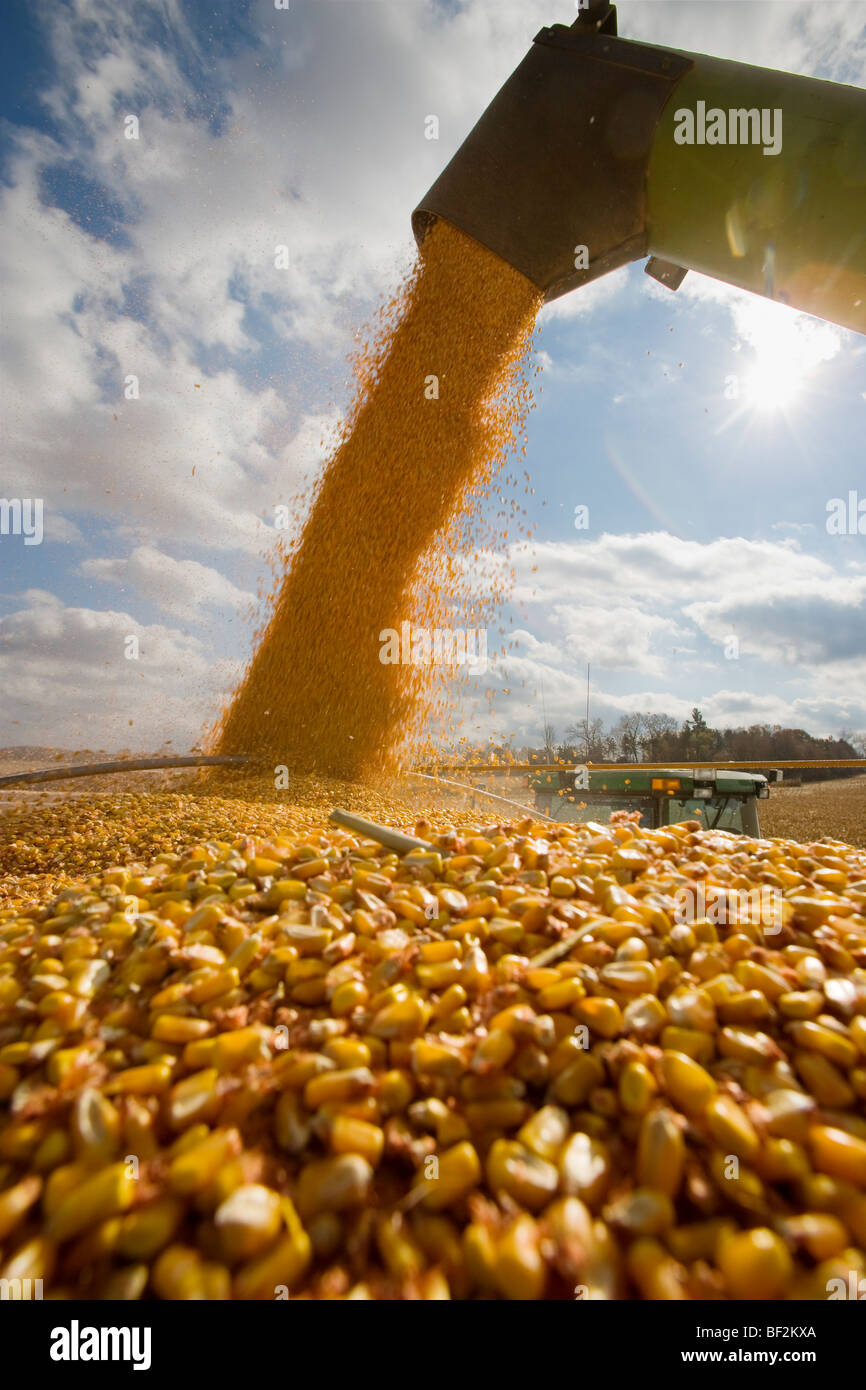 Freshly harvested grain corn being augured from a grain wagon into a ...
