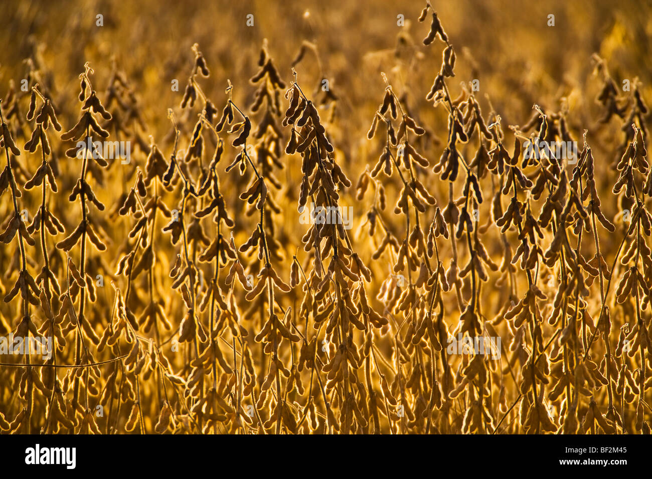 Stalks of mature soybeans ready for harvest backlit by late afternoon ...