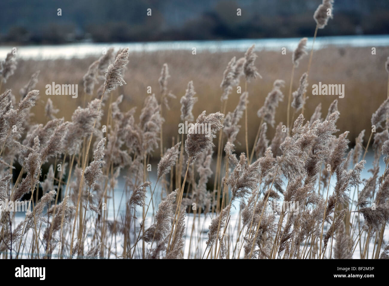 Reed reed bed hi-res stock photography and images - Alamy
