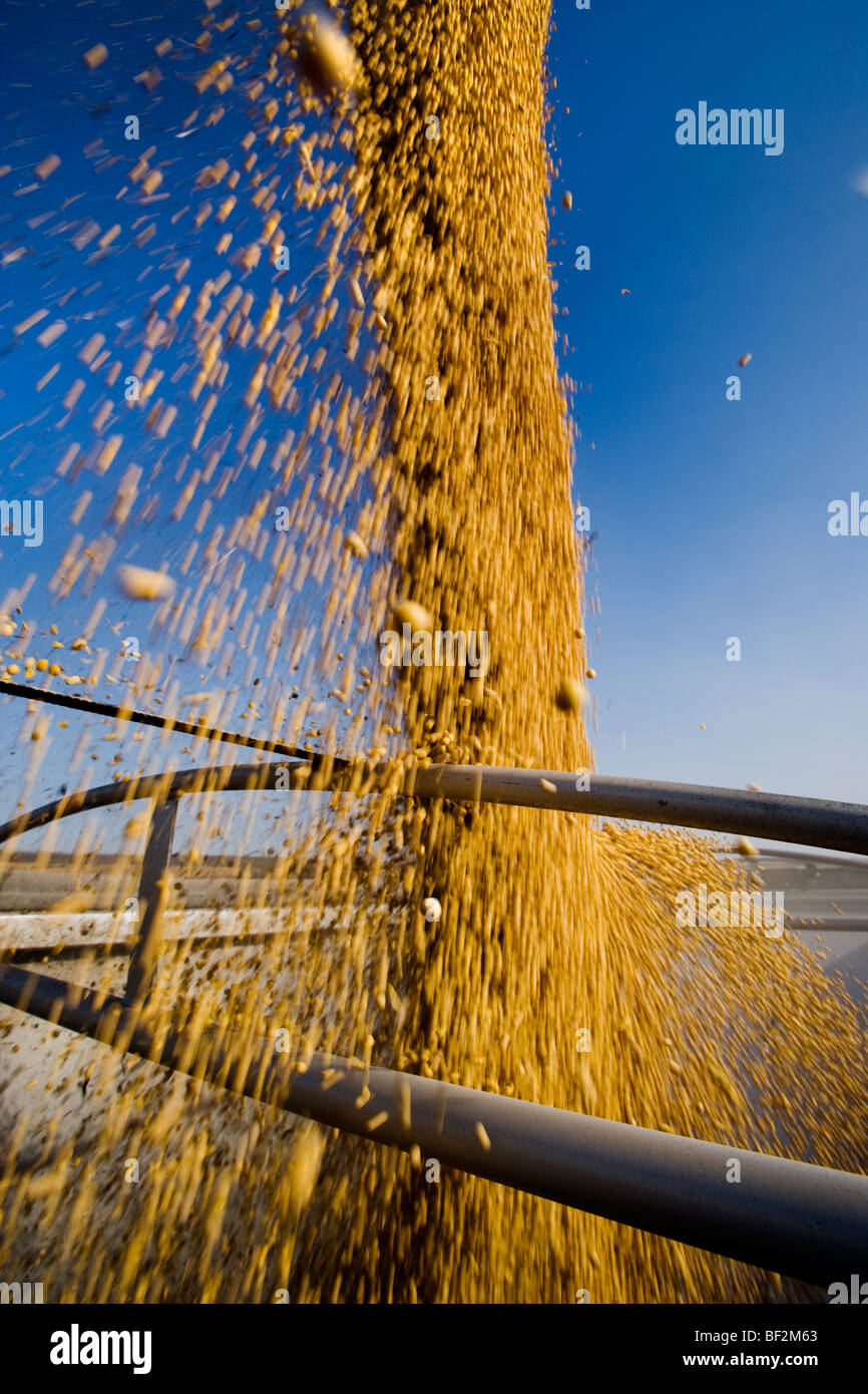 Freshly harvested soybeans being augured from a grain wagon into a ...