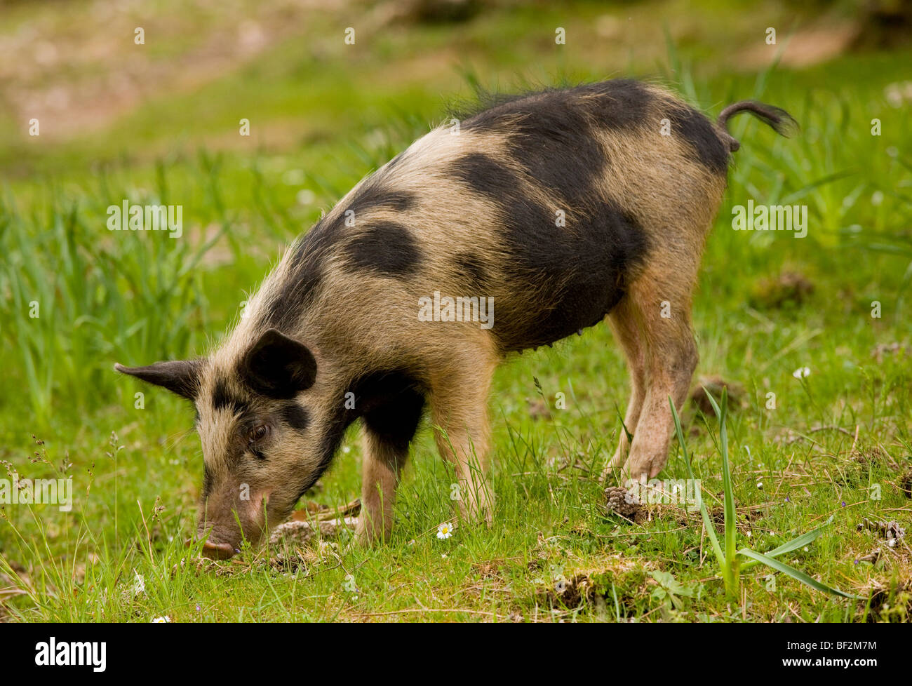 Corsica pig hi-res stock photography and images - Alamy