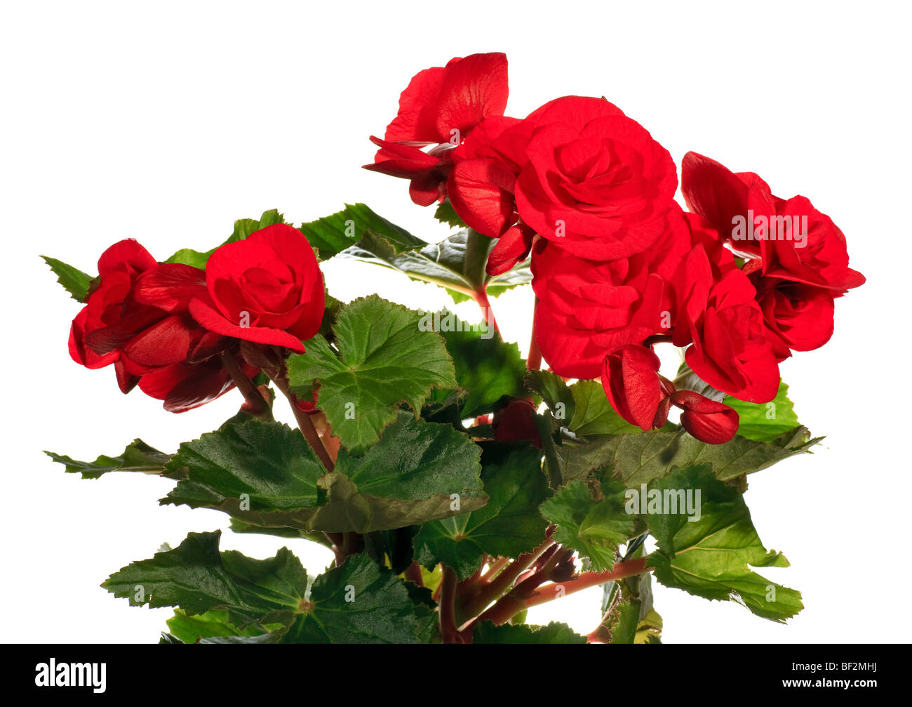 Home plant begonia isolated on white background. Composite photo with ...