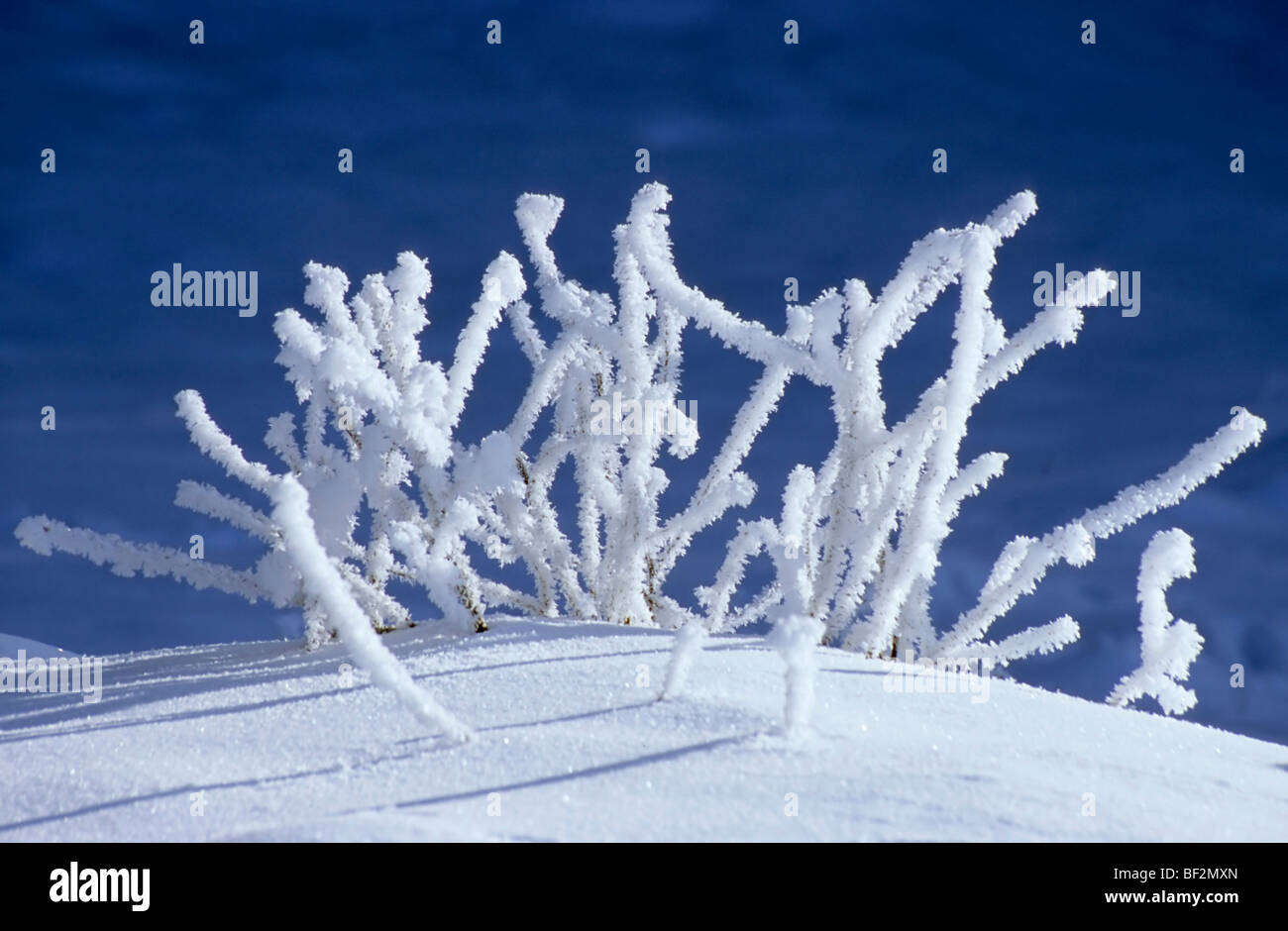 Rime ice formation hi-res stock photography and images - Alamy