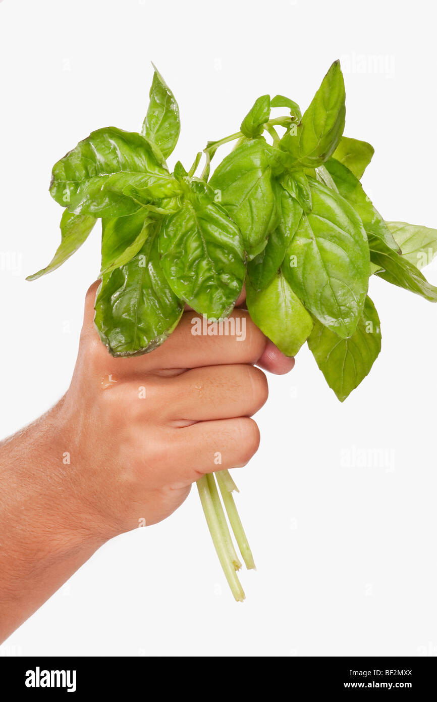 Man holding basil leaves Stock Photo - Alamy