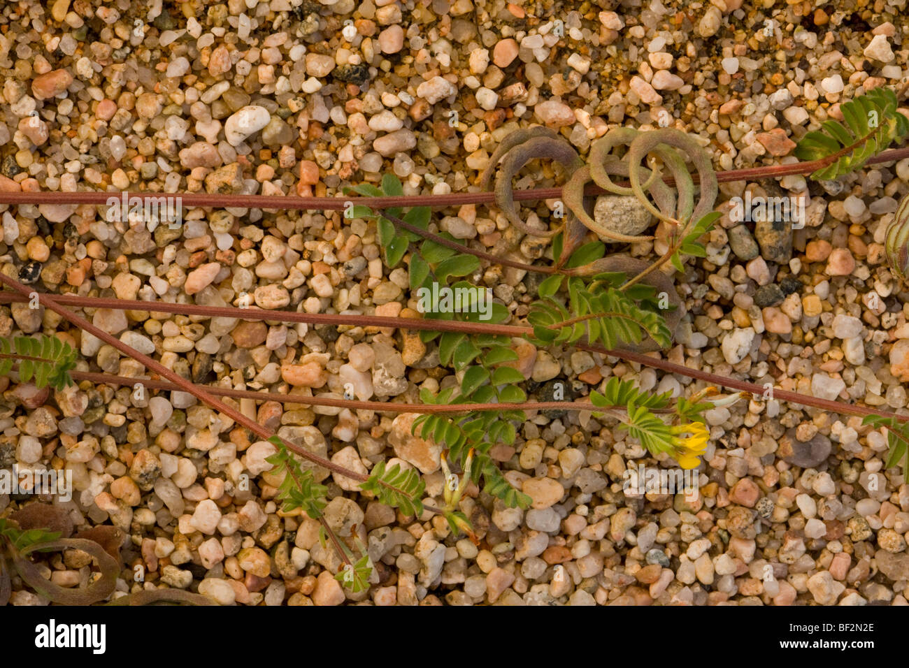 Compressed Bird's foot Ornithopus compressus in flower and fruit, on ...
