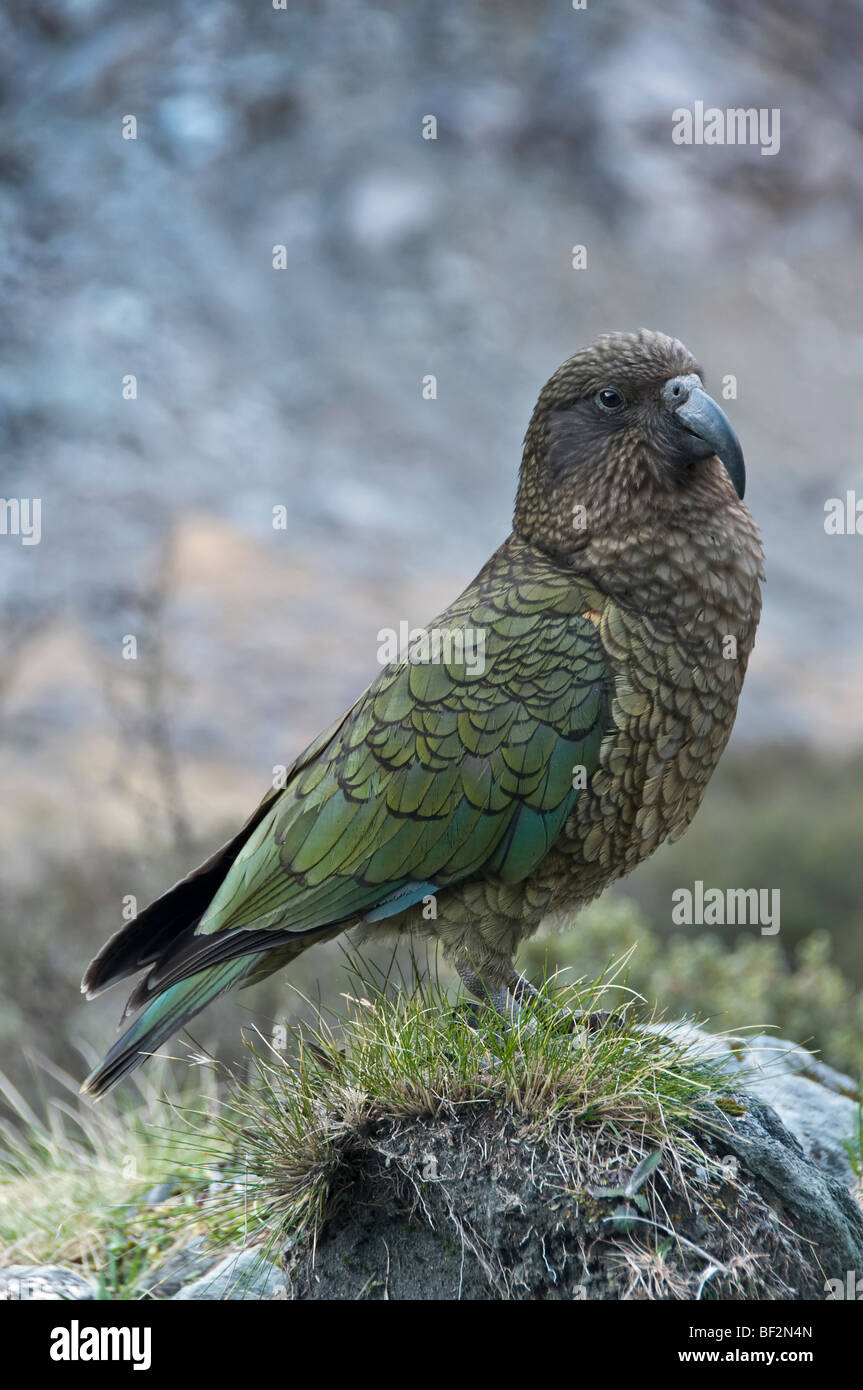 Rob roy glacier new zealand hi-res stock photography and images - Alamy