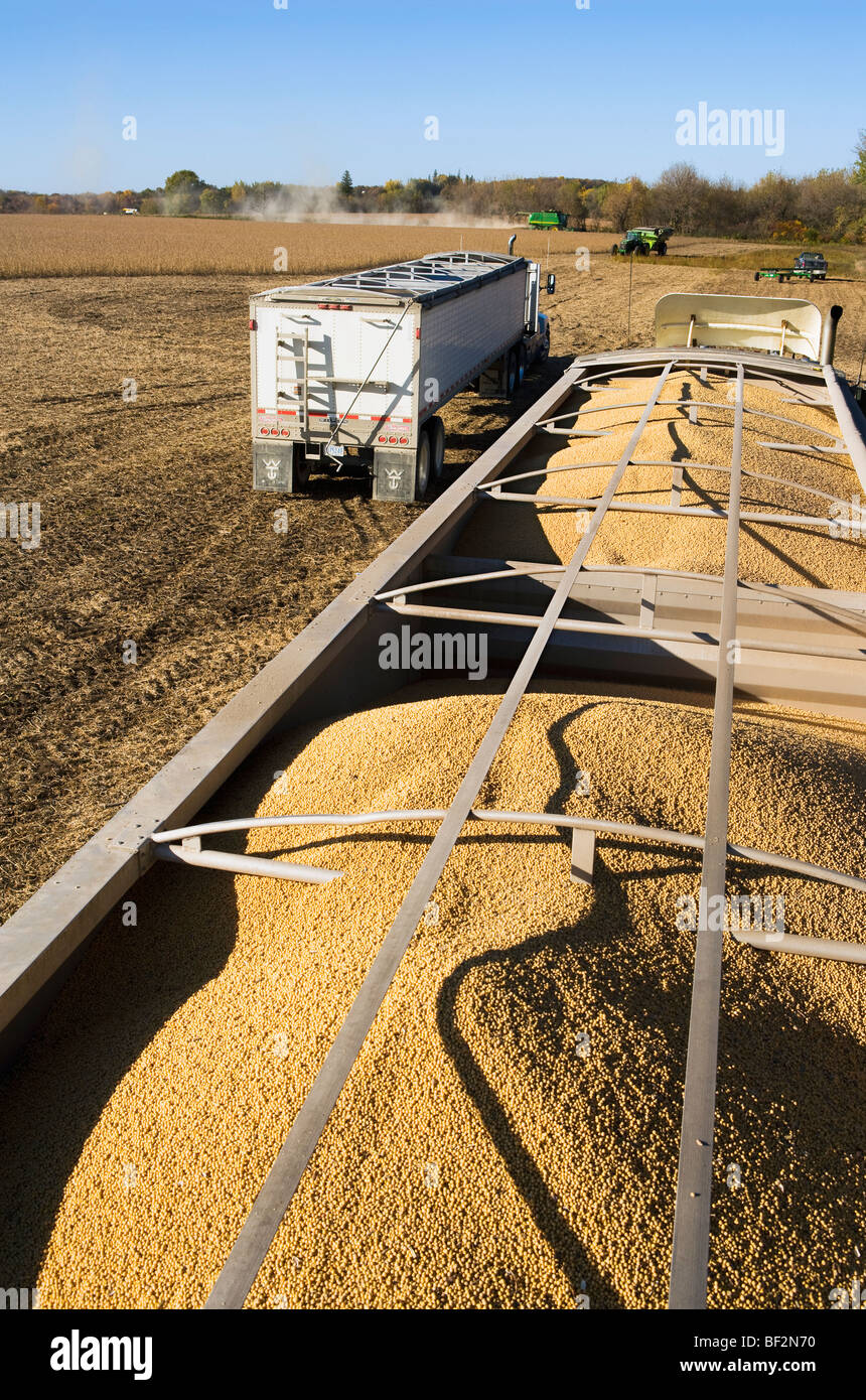 Truck soybeans hi-res stock photography and images - Alamy