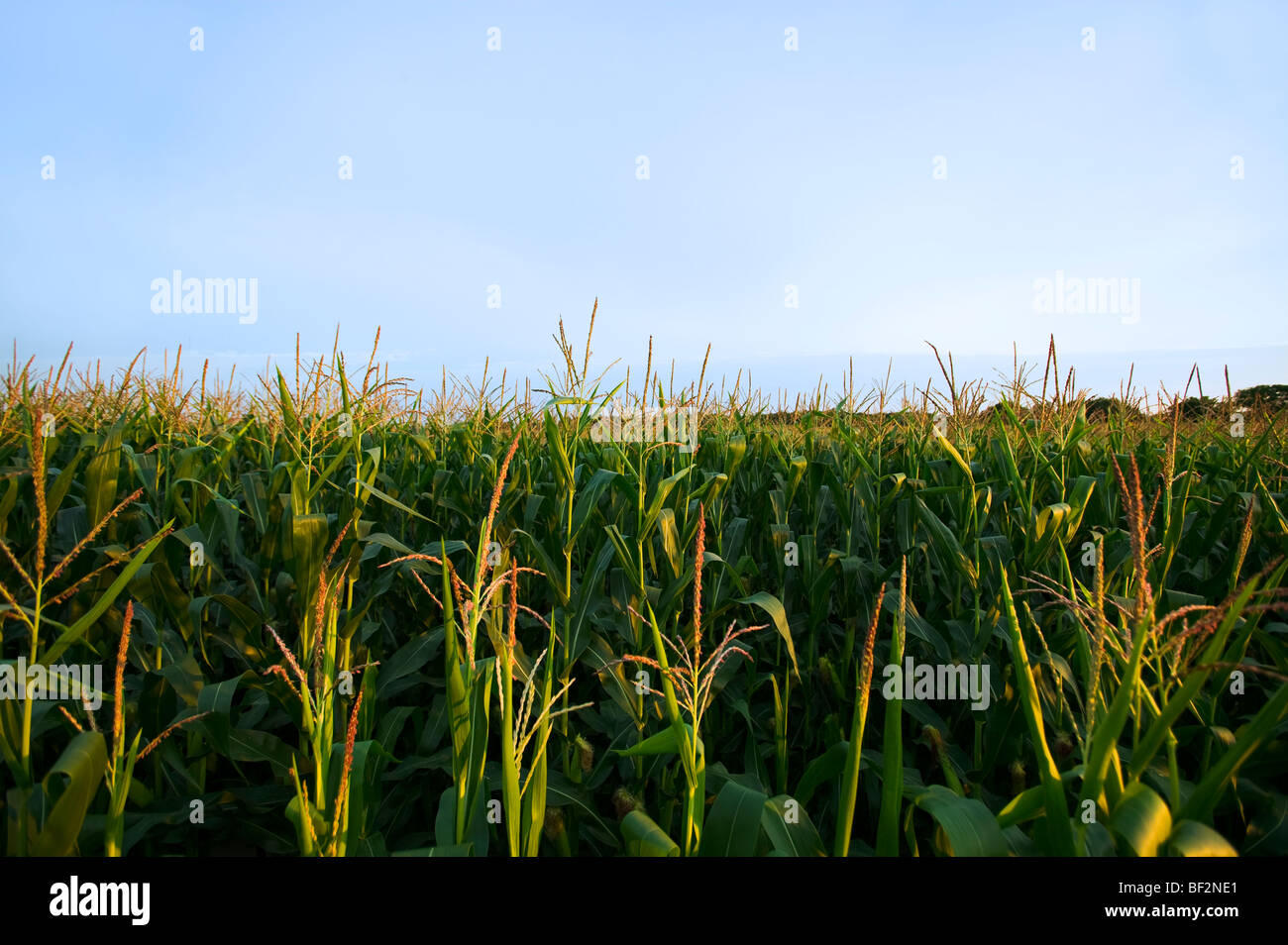 Agriculture - Sideview of a stand of mid growth fully tasseled grain ...