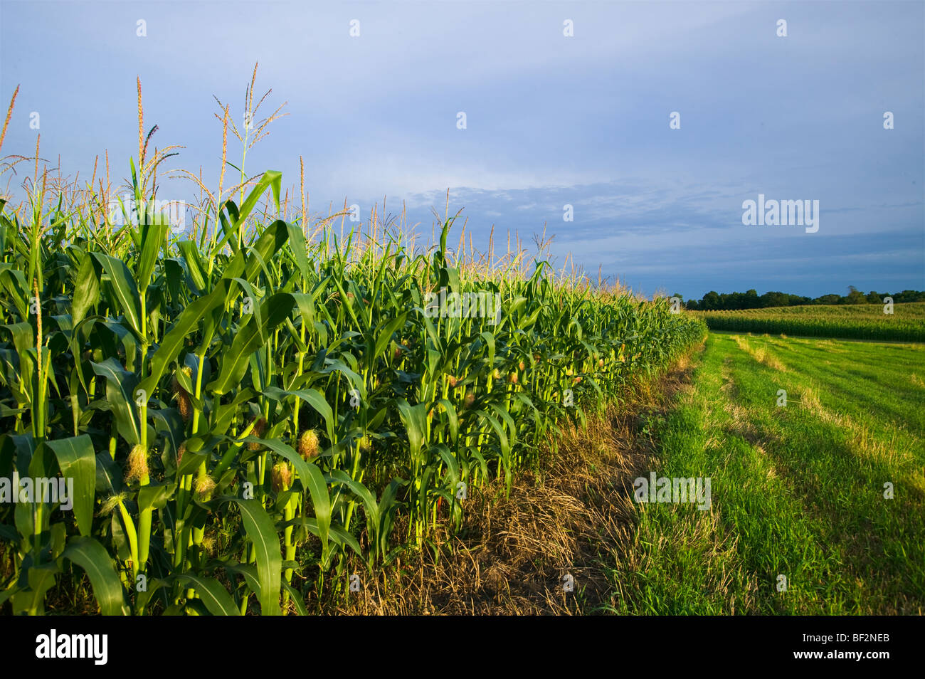 Agriculture - View looking down along the edge of a mid growth fully ...
