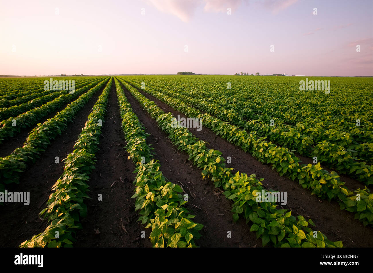 Agriculture - Field of healthy mid growth soybeans in late afternoon ...