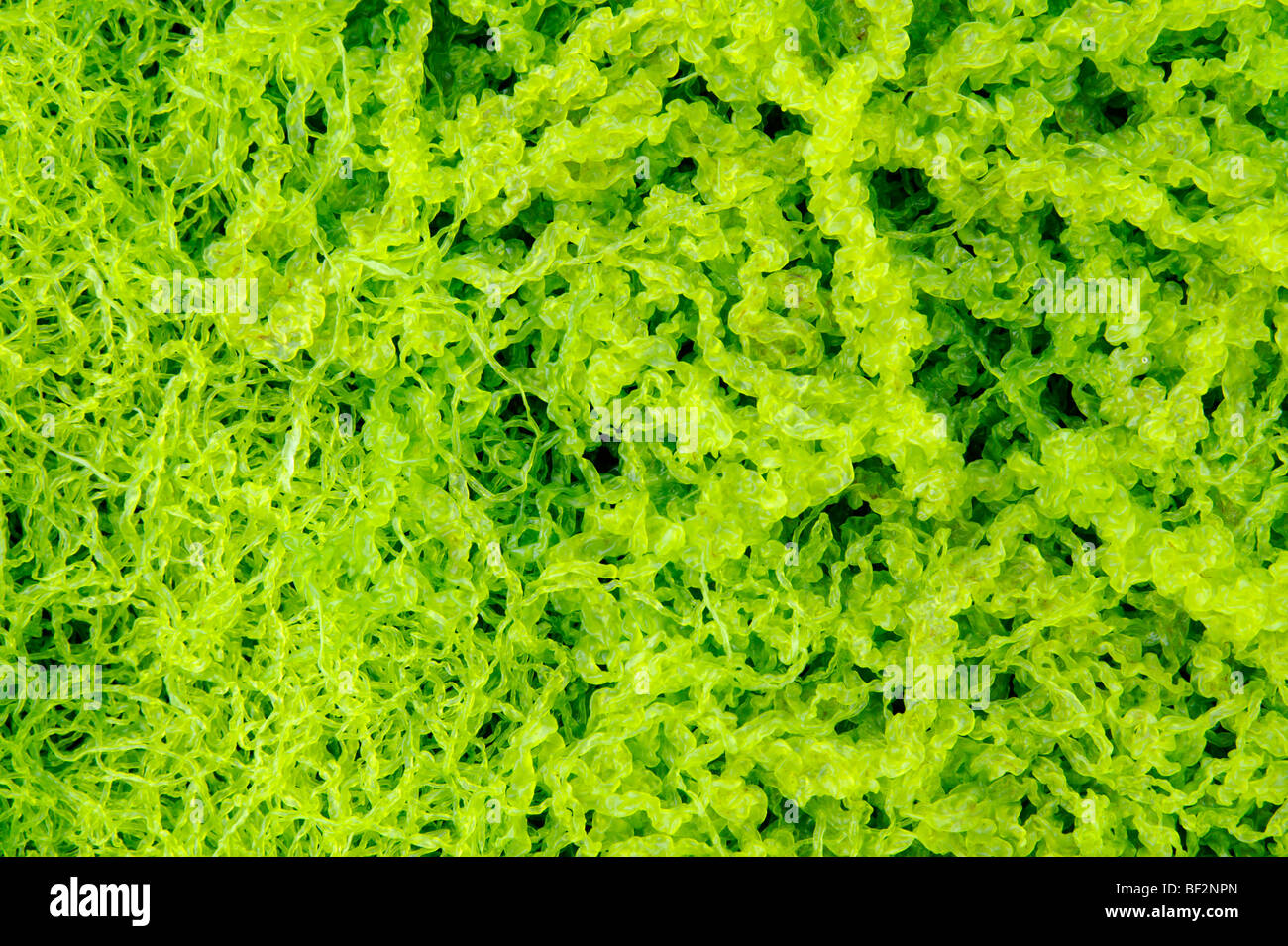 Ireland seaweed hi-res stock photography and images - Alamy