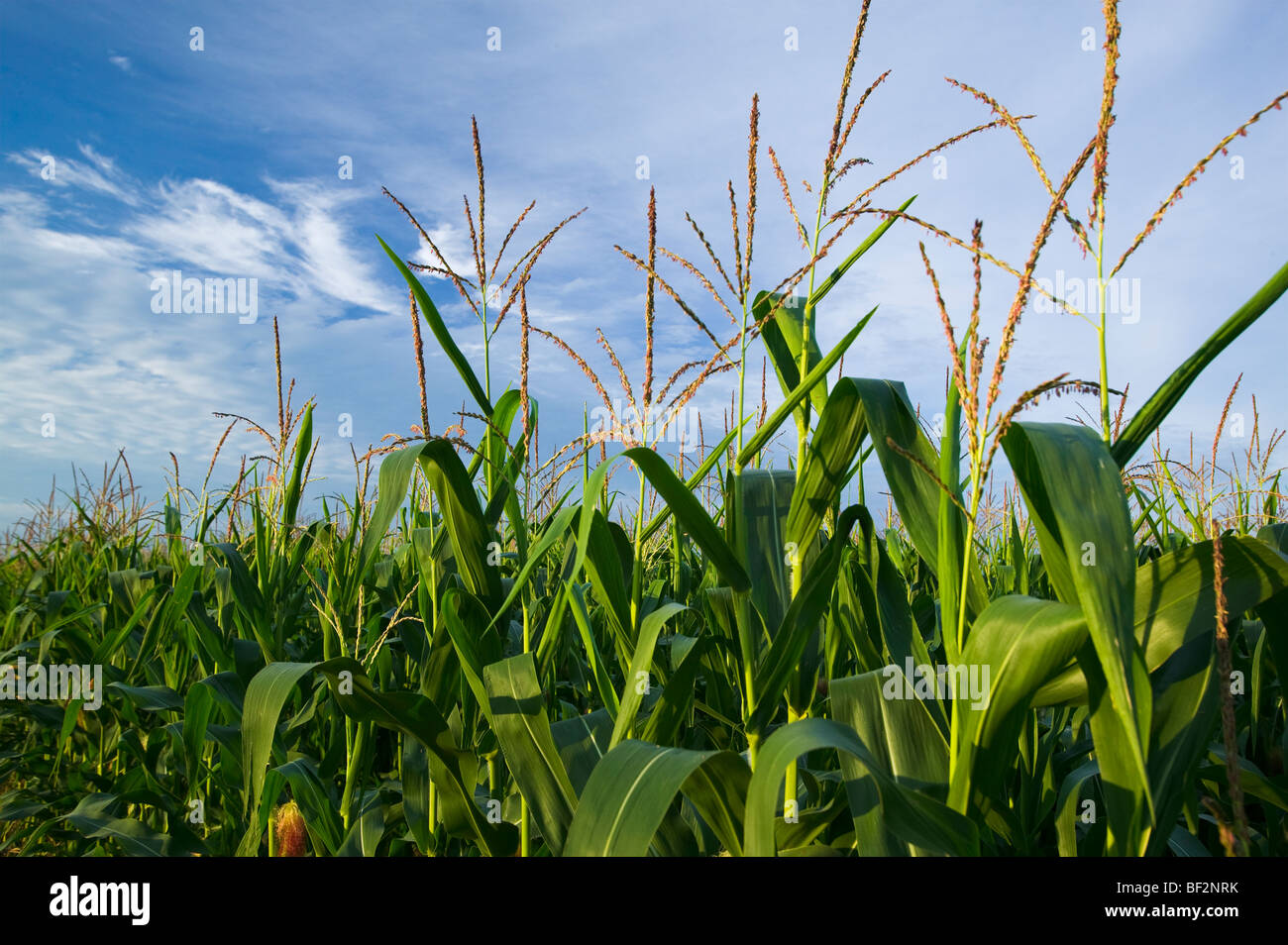 Tasseled corn hi-res stock photography and images - Alamy