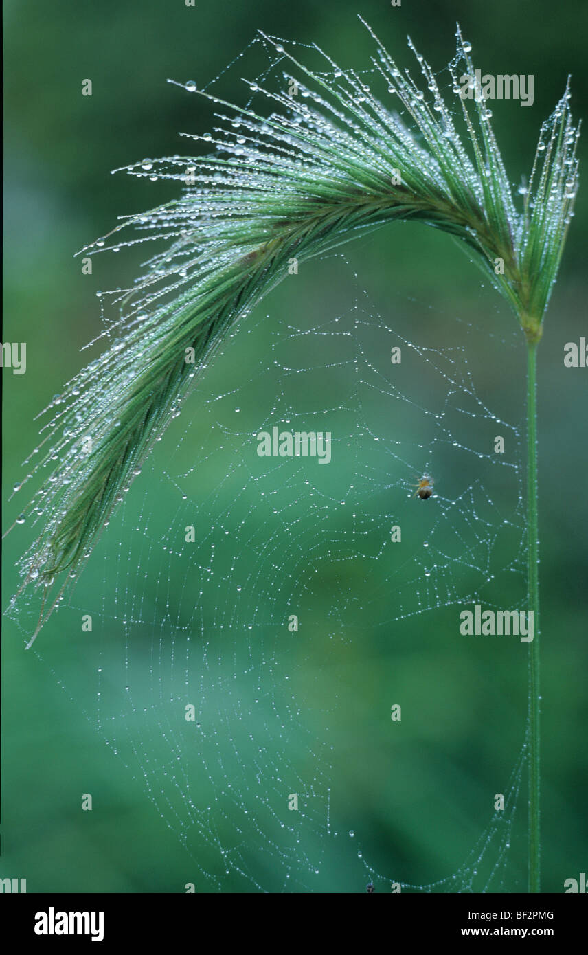 Corn spiders hi-res stock photography and images - Alamy