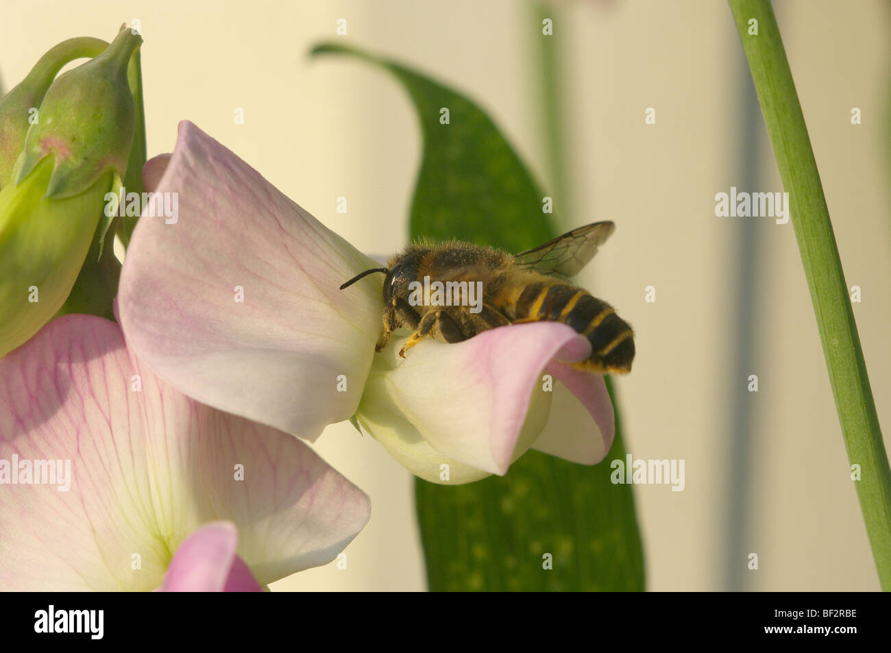 Bee on sweet pea Stock Photo - Alamy