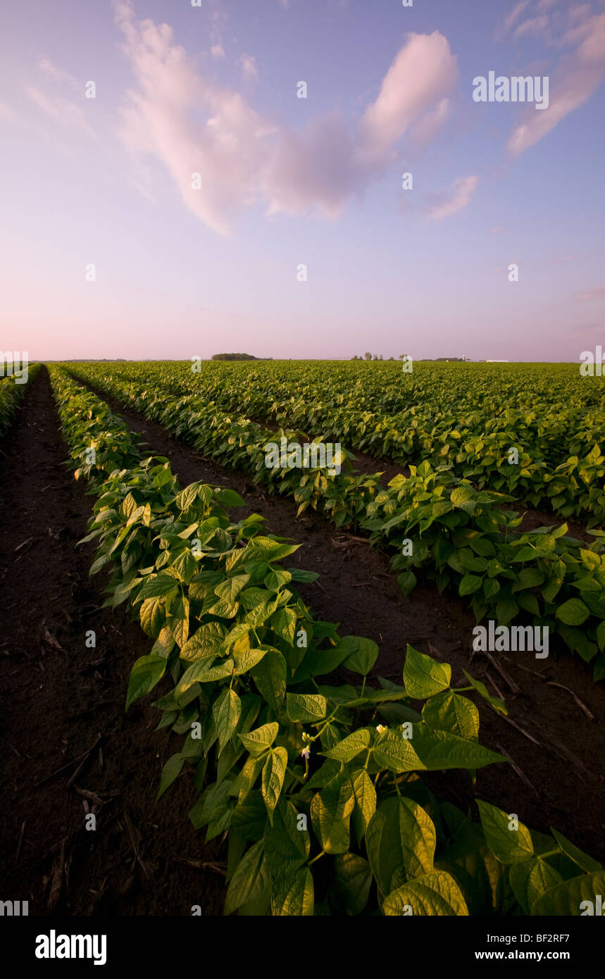 Agriculture - Field of healthy mid growth soybeans in late afternoon ...