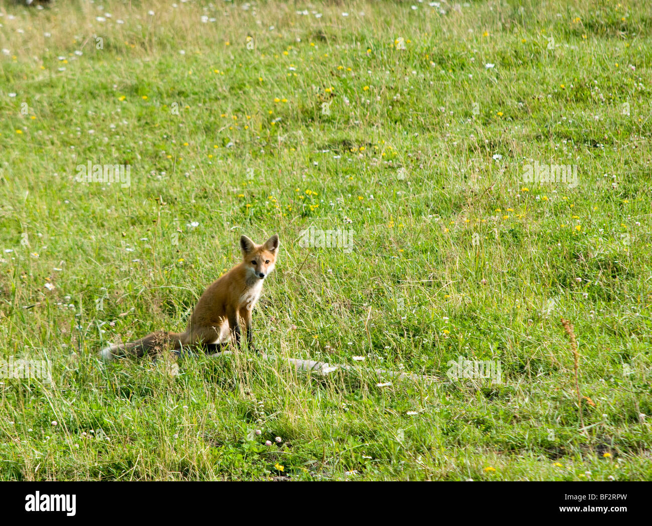 Fox sitting hi-res stock photography and images - Alamy