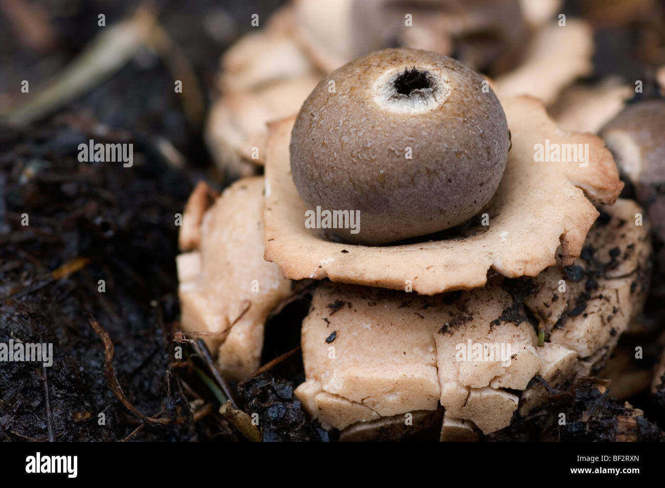 Common earthstar hi-res stock photography and images - Alamy
