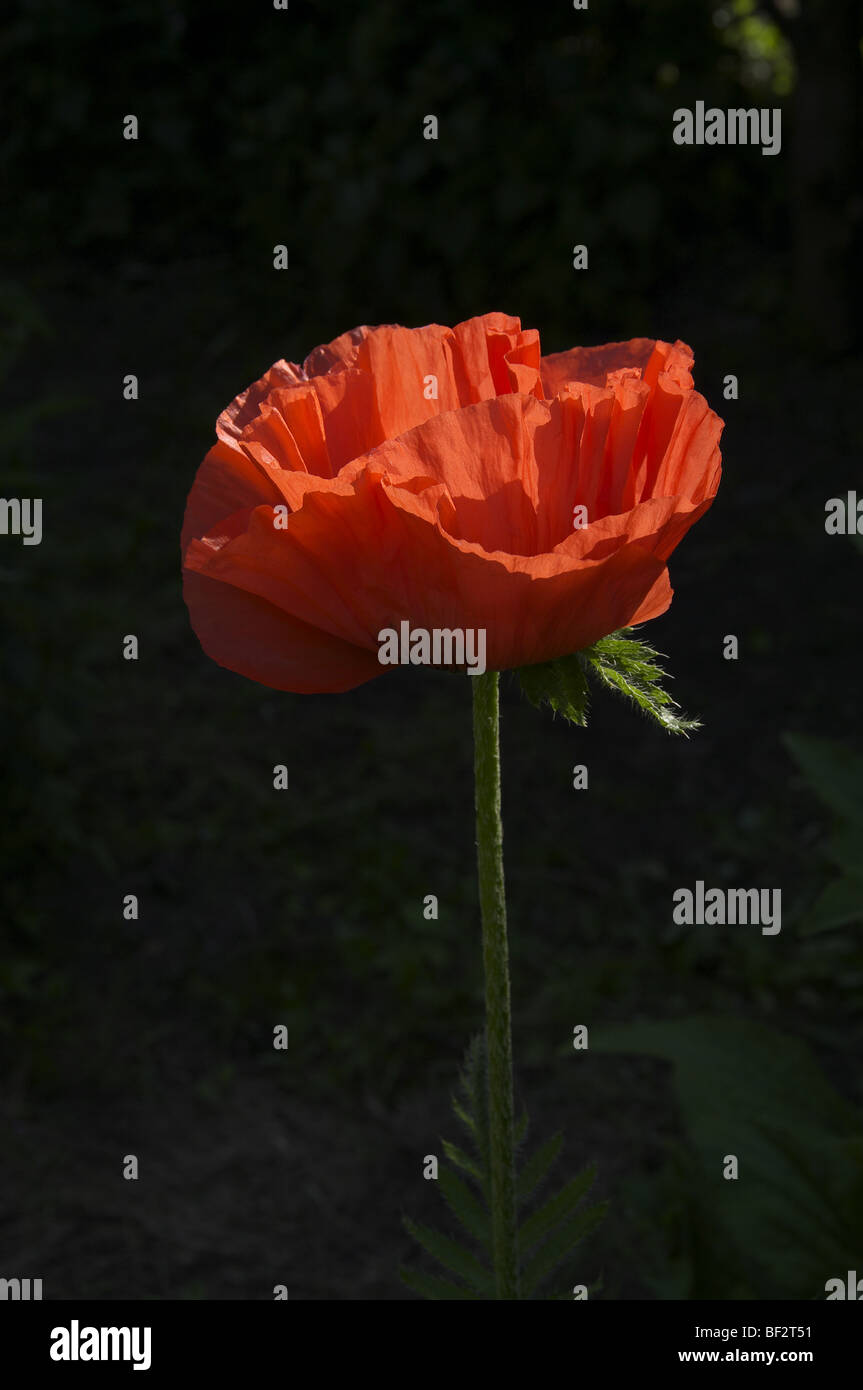 single red poppy Stock Photo - Alamy