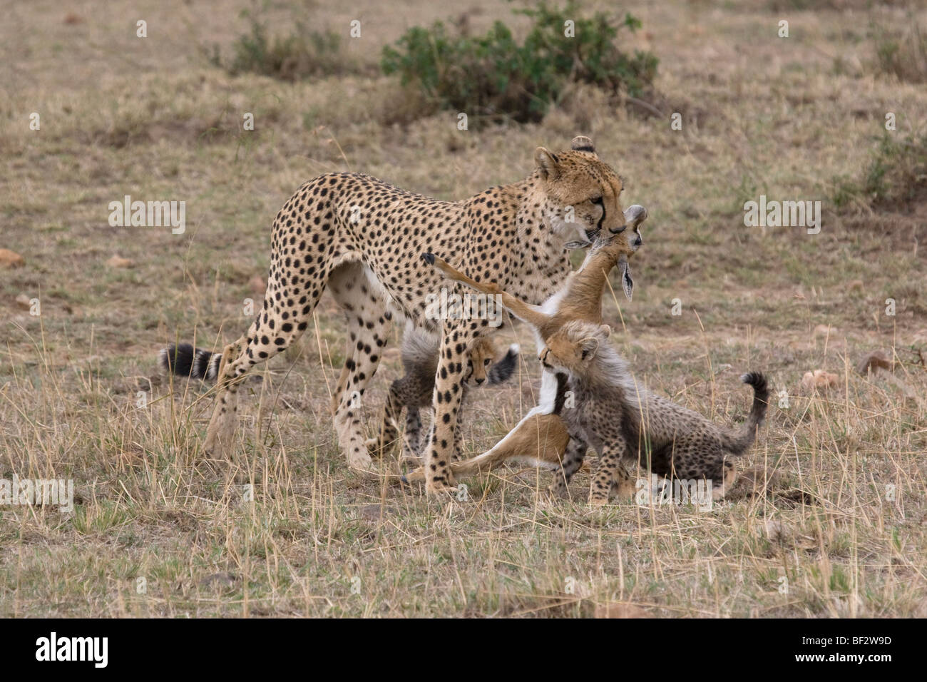Mother Cheetah provides for her cubs Stock Photo - Alamy