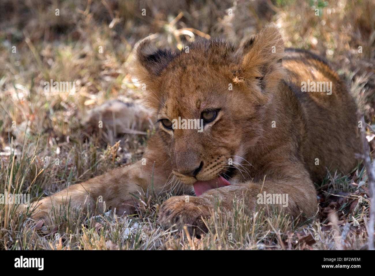Lion cleaning cub hi-res stock photography and images - Alamy