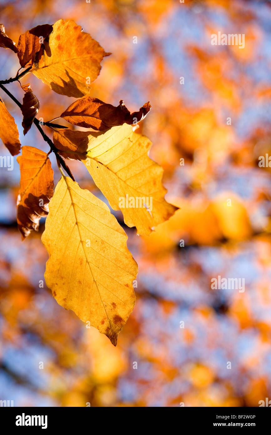 Fall colours trees hi-res stock photography and images - Alamy